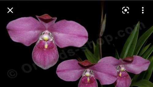 Орхидея Phragmipedium Eumelia Arias (kovachii x sc