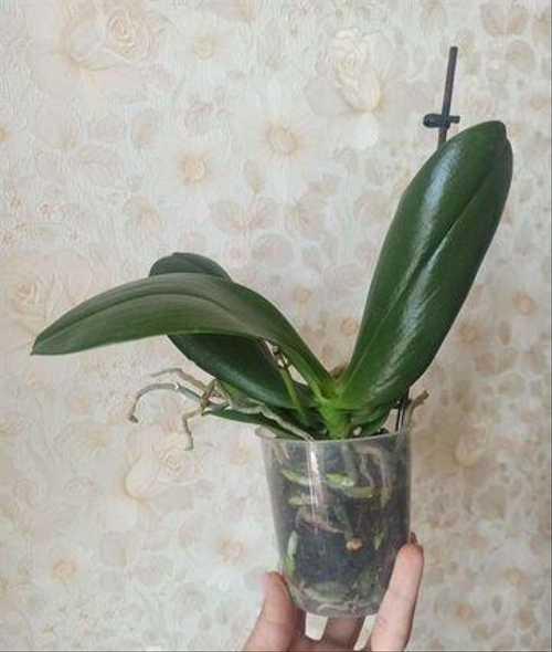Орхидея фаленопсис Tiny Melissa