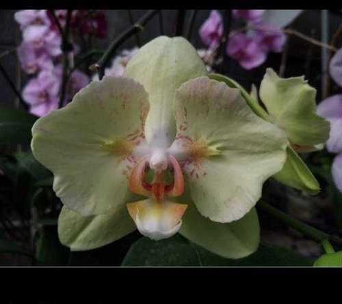 Орхидея фаленопсис бабочка Ice Cream