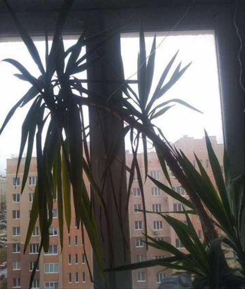 Комнатные растения