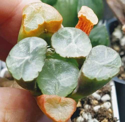 Хавортия Haworthia Truncata Mauganii