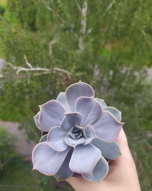 Echeveria lilacina (эхеверия лилацина)