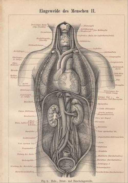Литография. Медицина. Органы человека, сердце