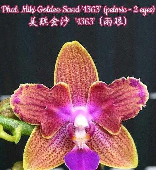 Орхидея взрослая Phal. Miki Golden Sand '1363'