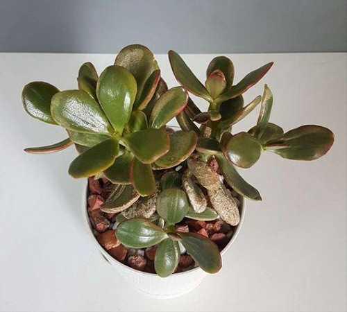 Толстянкай (Crassula ovata Hummel's Ghost)