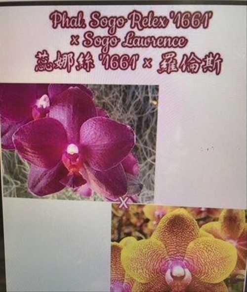 Орхидея фаленопсис сортовая Азиатская