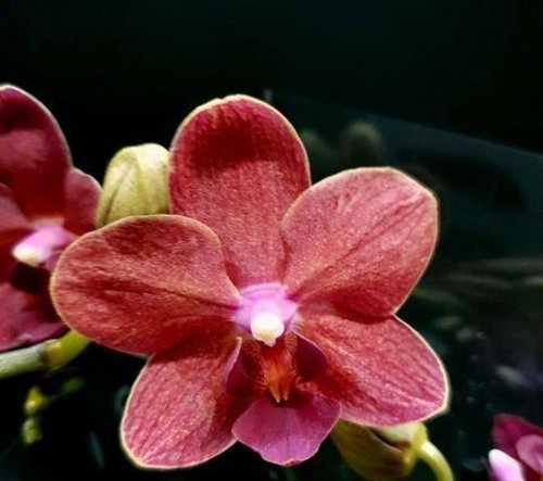 Орхидея фаленопсис бордовая красная 964019