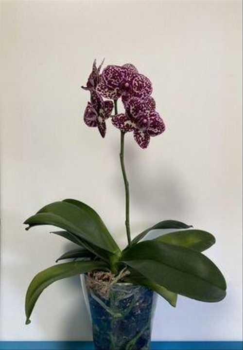 Орхидея фаленопсис дикий кот 2 в 1