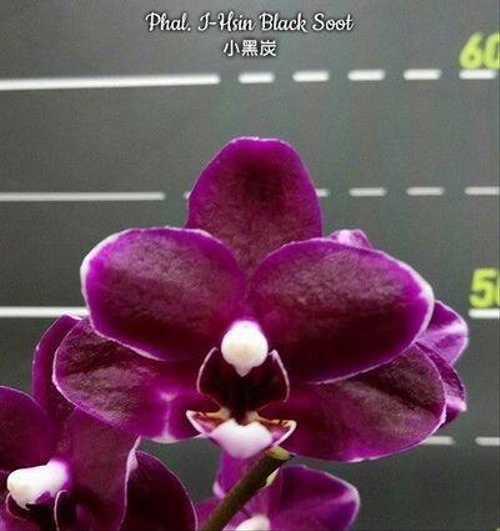 Орхидеи азиатские цветущие