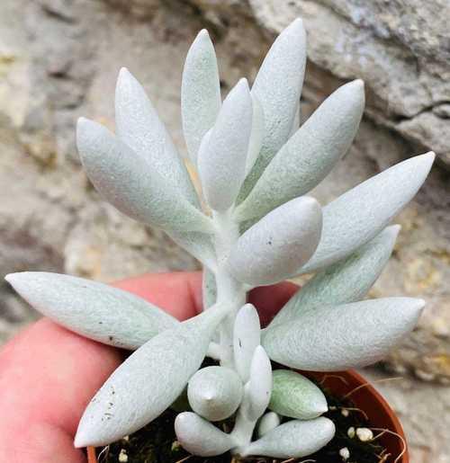 Суккулент Senecio Haworthii