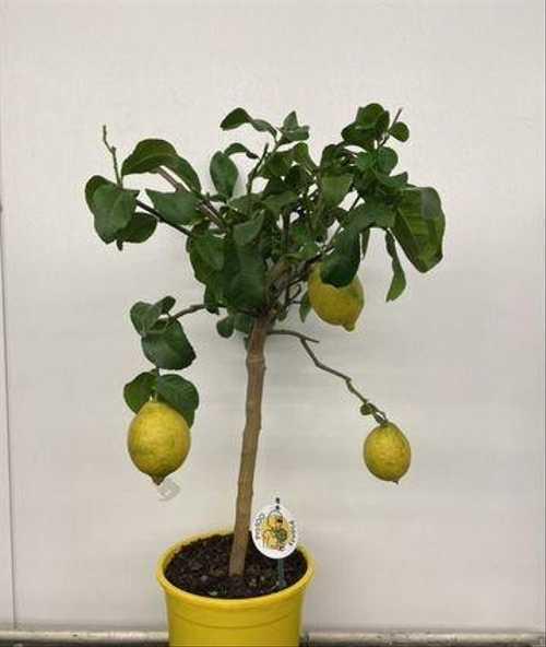 Лимонное дерево/Штамб H 80 см