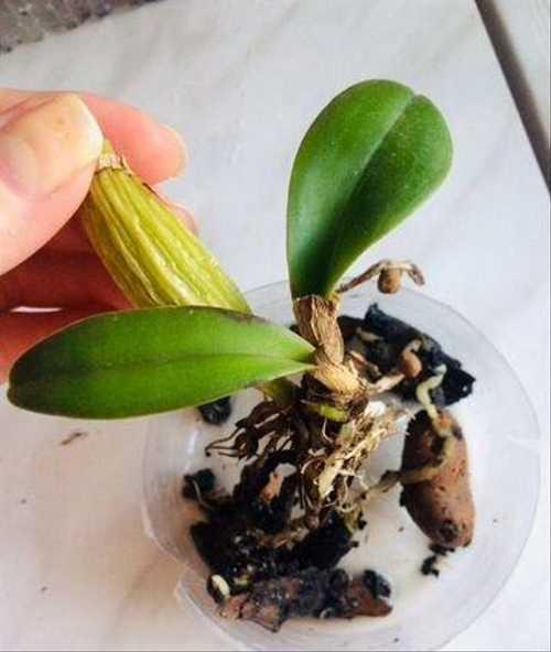Орхидея фаленопсис каттлея
