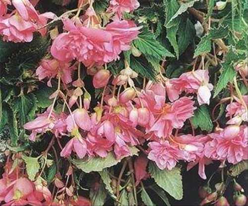 Семена Бегонии клубневой розовой Шансон -15 шт