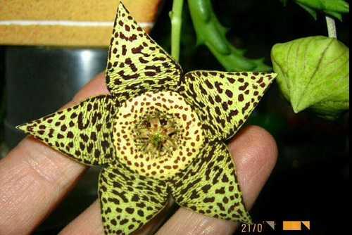 Стапелия вариегата