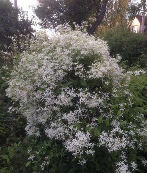 Клематис жгучий мелкоцветковый (Clematis flammula)