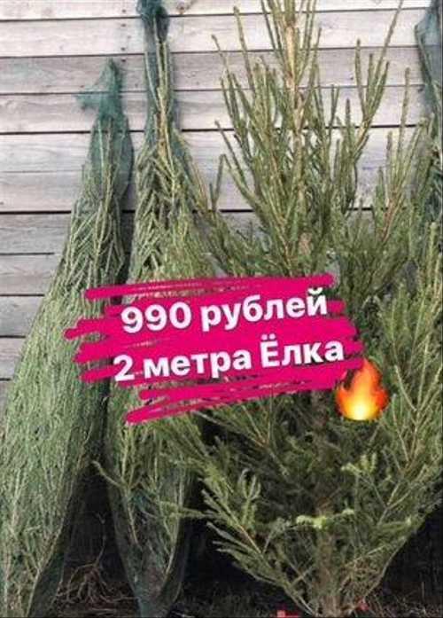 Живые елки новогодние сибирские очень пушитые