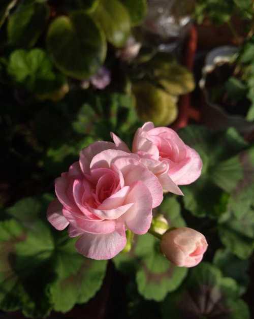 Пеларгонии(Герани) сортовые