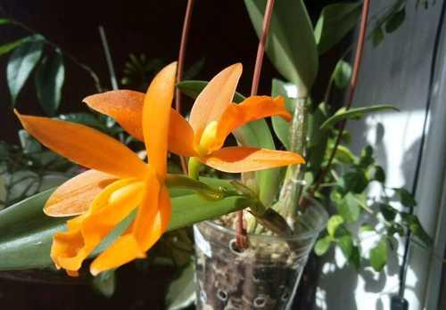 Blc.Young-Min Orange GoldenSatisfaction С бутоном