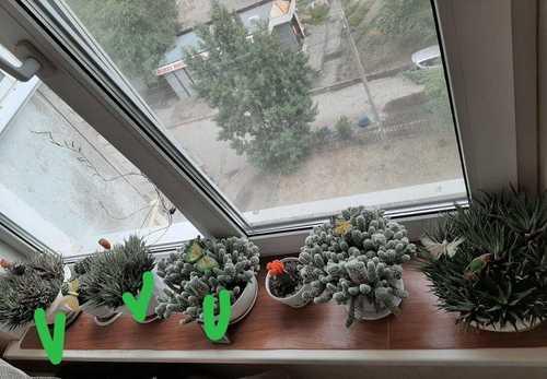 Продам пальмы и кактусы разных видов