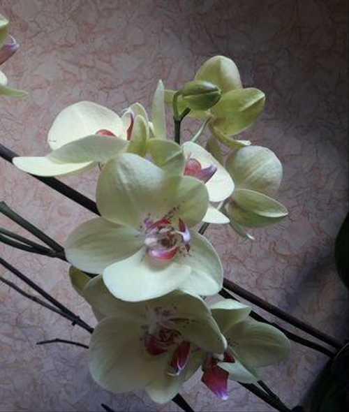 Орхидея фаленопсис на реанимацию