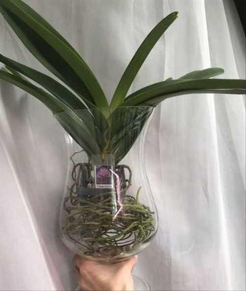 Орхидея ванда V. Thonglor x Khun Ying