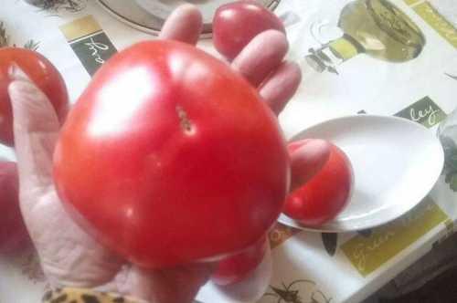 Семена сортовых помидоров
