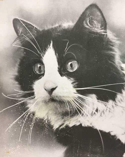 Фотография кота, в рамке. СССР