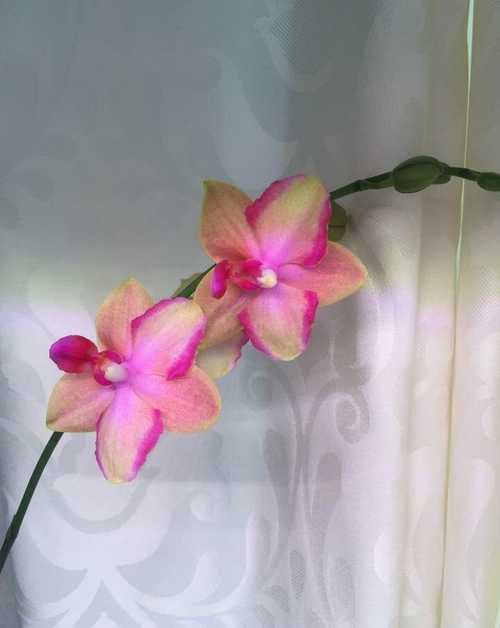 Орхидея фаленопсис Джаспер