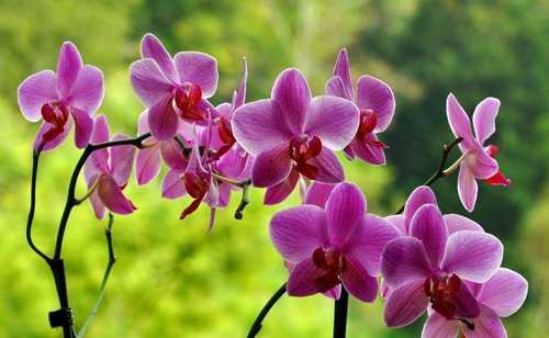 Орхидеи - самое полное руководство отдам