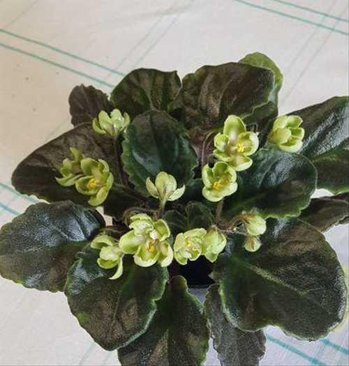 Сенполия (фиалка) сорт Emerald Love (Эмеральд Лав)