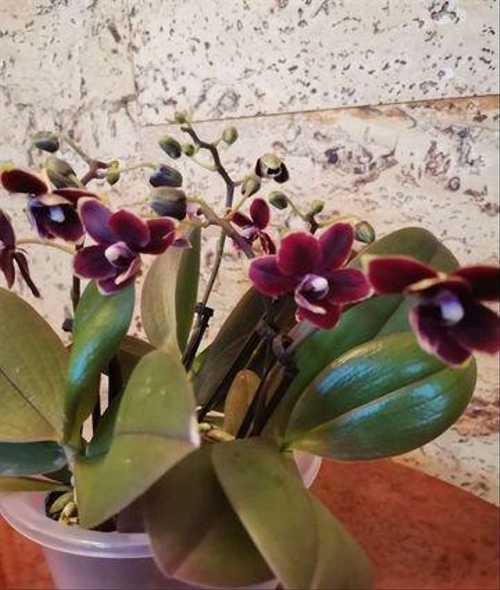 Орхидея фаленопсис Taisuco Kobold мини