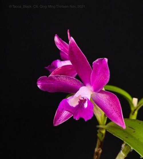 Орхидея каттлея Ctt. Qing Ming Thirteen