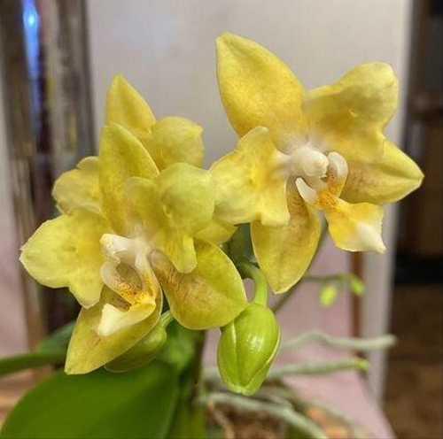 Орхидея бабочка Phal. Younghome Golden Pixie