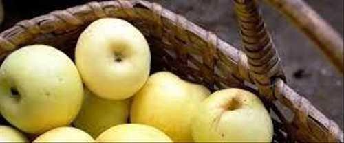 Саженцы Антоновка (яблоки зимние - долго лежат)