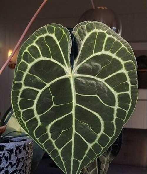 Антуриум Anthurium Clarinervium