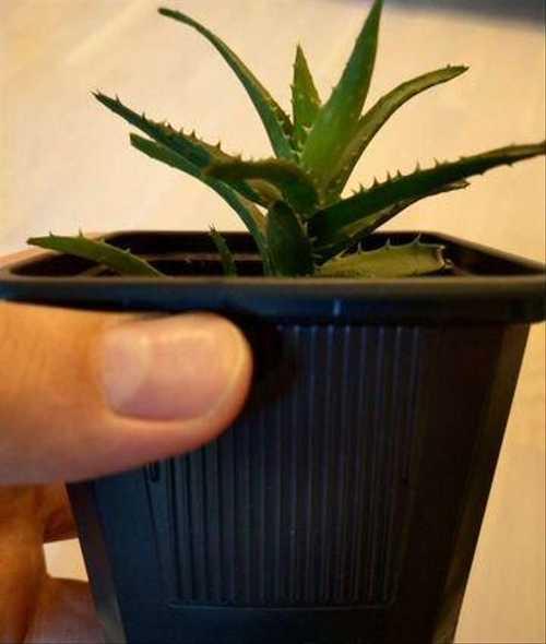 Aloe "Magoo"(Bleck Hybrid)