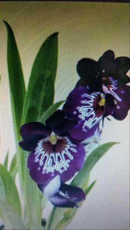 Орхидея камбрия