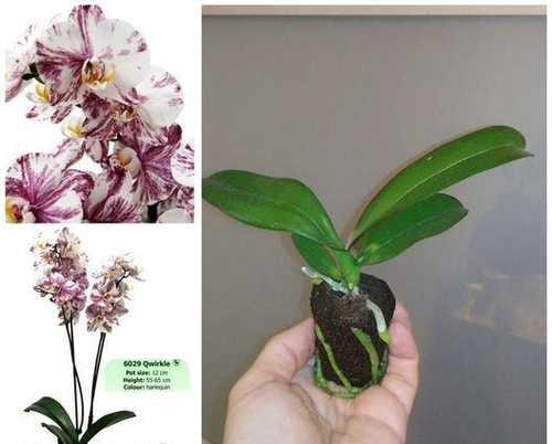 Орхидея фаленопсис Европа нецветущие