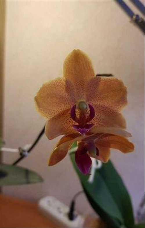 Орхидея фаленопсис Сансет Лав