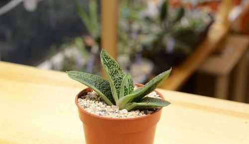 Gasteria sp. (Гастерия) (SCT28566)