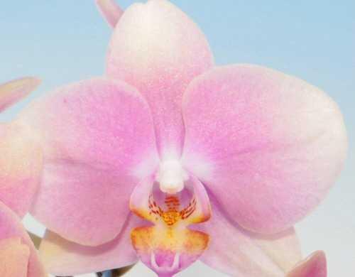 Орхидея Phal. Fuller's 'F89309'
