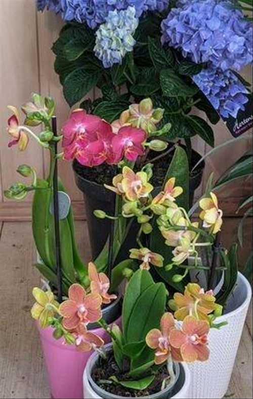 Миниатюрные орхидеи арома