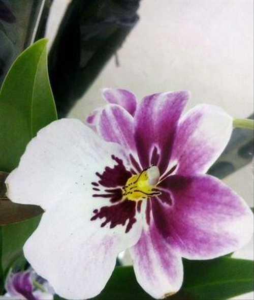 Орхидея мильтония Princess Diana 1цв