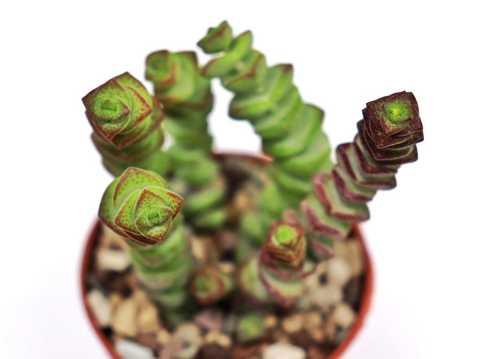 Толстянка Марнье (Crassula Marnierana)
