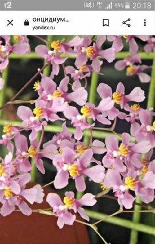 Орхидея онцидиум отцвела