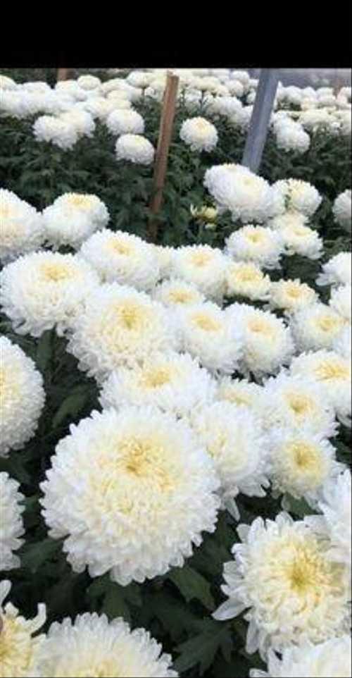 Цветы хризантемы Фред