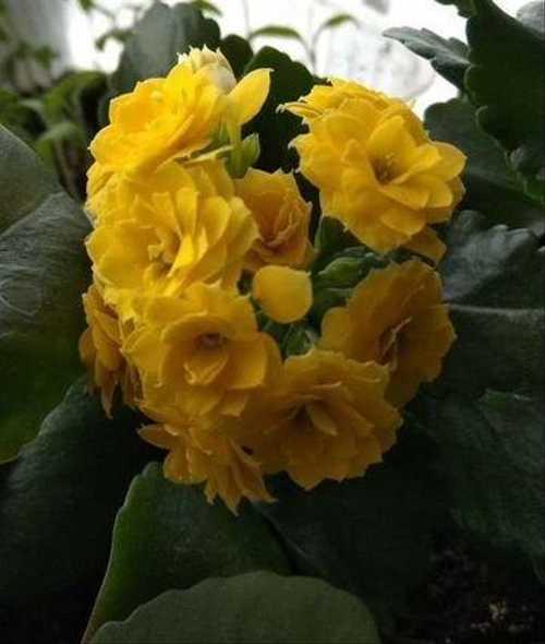 Каланхоэ цветущий жёлтый