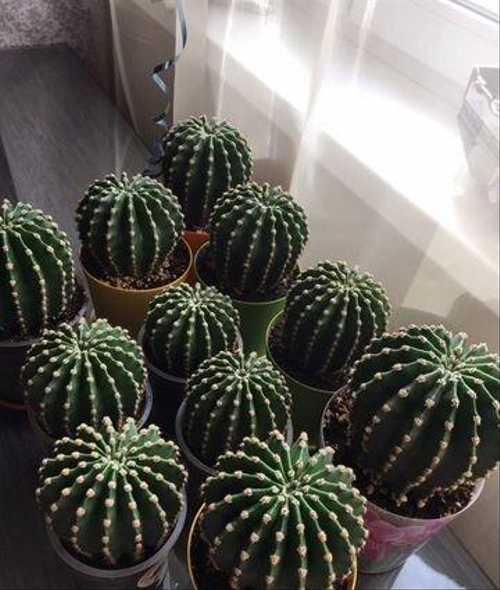 Кактус