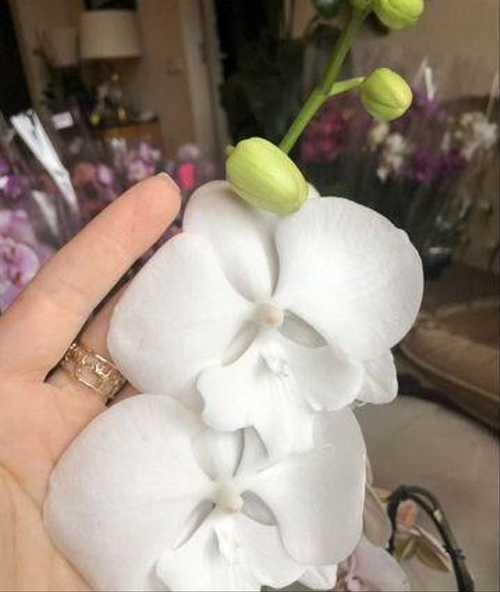 Орхидея Биг Лип Леонтин