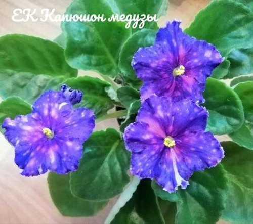 Выставка цветов в Казани 3 апреля